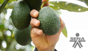 Curso Manejo Tecnológico del Cultivo de Aguacate